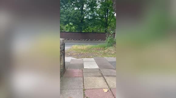 Animal lover spends more than two hours ushering 40 GEESE to safety ...