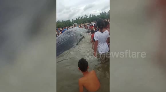 Beachgoers battle to save huge sperm whale washed ashore in the ...