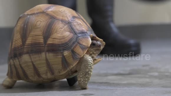 Three-legged tortoise rescued from smugglers now rolls around on ...