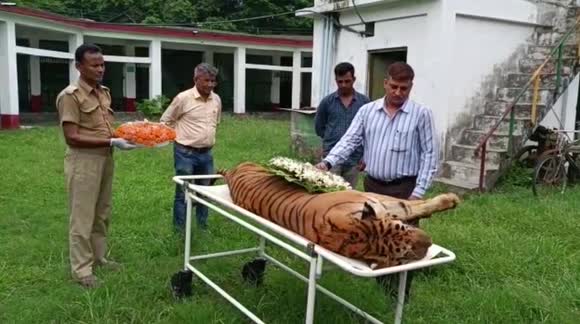 World's oldest Royal Bengal Tiger passes away at 25 in eastern India ...