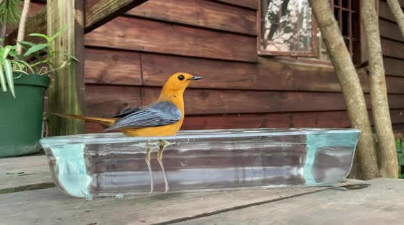 Red-capped robin-chat bathing on wooden deck of cabin in the woods ...