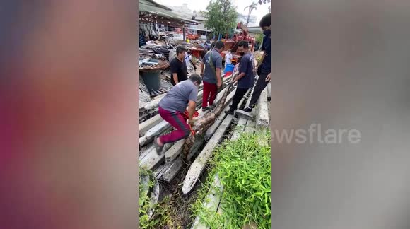 Massive 22ft-long python with TWO dogs in its stomach caught in ...