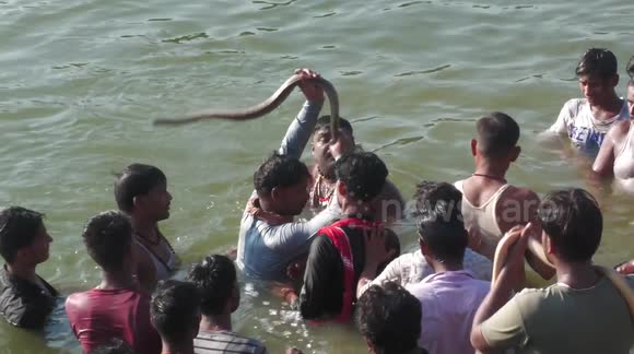 Devotees parade with snakes at festival in India - Buy, Sell or Upload ...