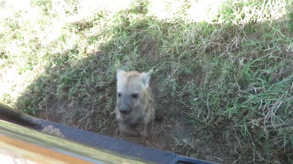 Curious baby hyena scares itself by jumping up against safari vehicle ...