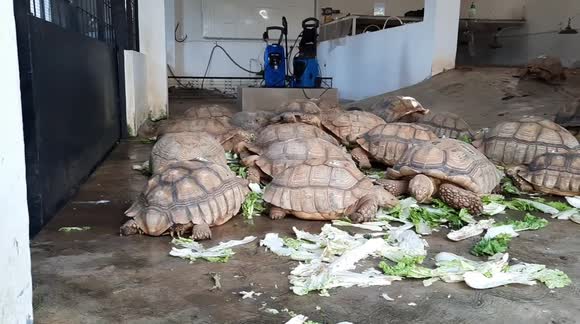 The sulcata tortoise are seen at a farm in Palembang, Indonesia. The ...