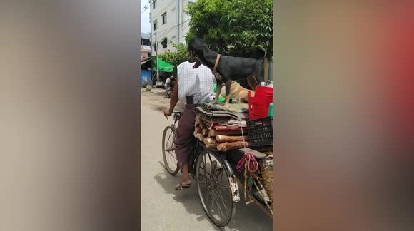 Two obedient pet dogs balance on top of moving rickshaw in Myanmar ...