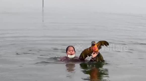 Parrot owner jumps into to water to save her drowning bird - Buy, Sell ...