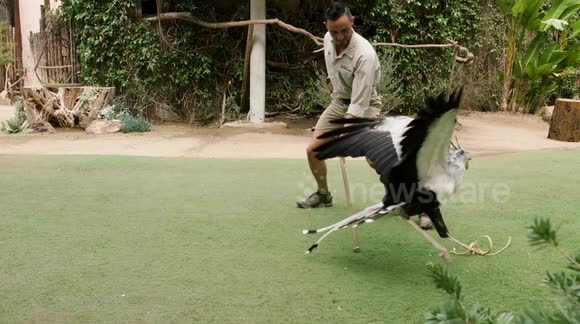Watch this secretary bird take down its prey using its vicious stomp ...