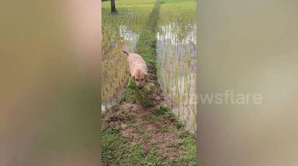Pet Golden Retriever helps owner plant rice in paddy fields - Buy, Sell ...