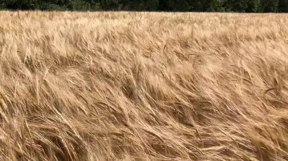 Wheat fields, wheat harvest, summer, Ireland, Irish farm, food supply ...