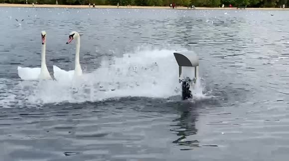 Swans cool down in the jet of water from an inlet in the Round Pond at ...
