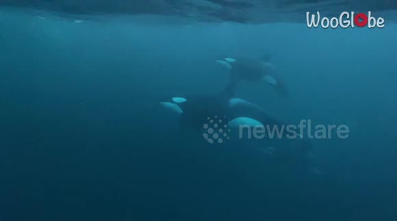 Breathtaking footage shows diver swimming with orcas and humpback whale ...