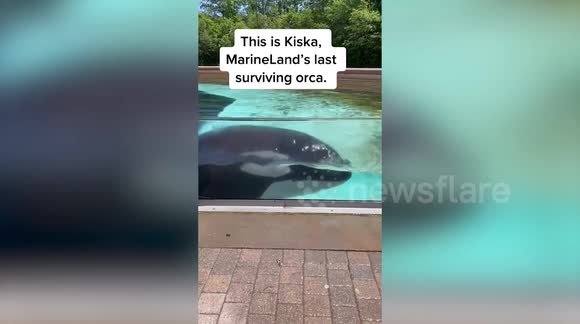 Harrowing footage shows 'world's loneliest orca' circling its tank and ...