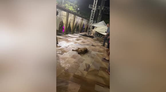 Indifferent stray dog casually sleeps in the middle of loud dance ...