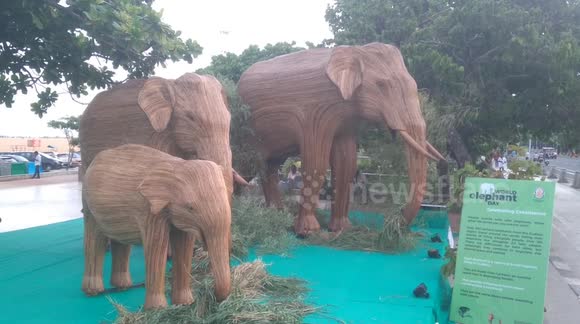 Elephants made out of a weed plant have been kept for display on a ...