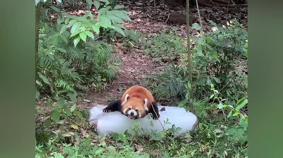 Red panda lays on ice cube as temperatures reach almost 40C in central ...