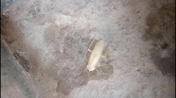 Rare albino cockroach discovered in Vietnam - Buy, Sell or Upload Video ...
