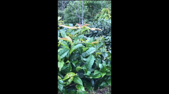 Strange snake lying dormant on the tea tree - Buy, Sell or Upload Video ...
