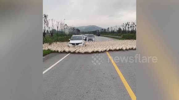 Crazy moment hundreds of geese SURROUND a car in China - Buy, Sell or ...