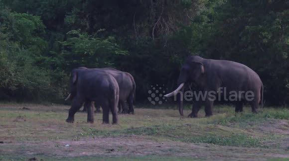 sri lankan tallest tusker kawanthissa on his musth time with female ...