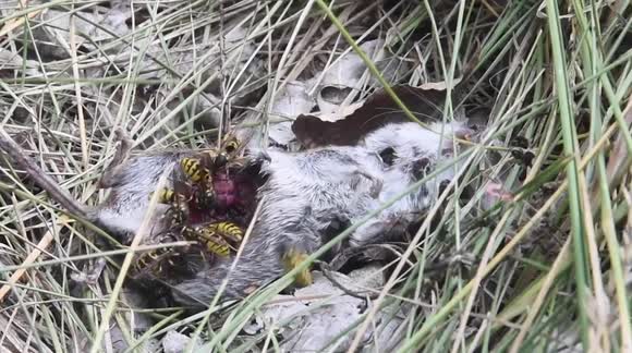 Yellowjacket wasps ravage mouse carcass clean to the bone in Minnesota ...