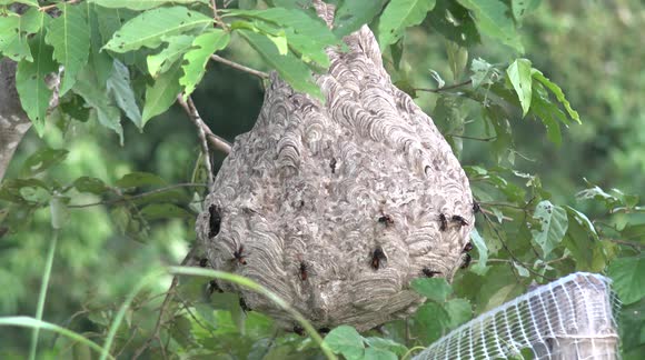 Hornets frantically flap their wings in order to keep their nest cool ...