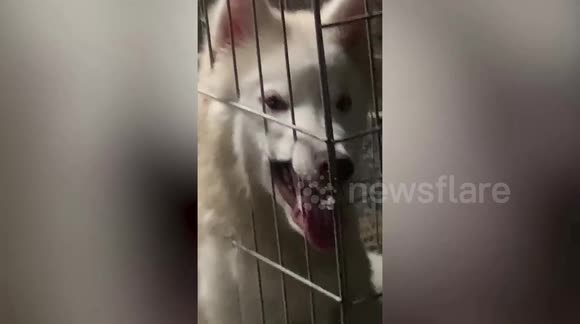 Pet Siberian Husky makes wacky face while chewing off cage - Buy, Sell ...
