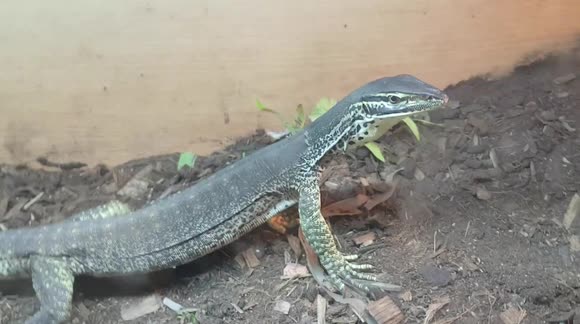 Puerto Rican Lizard Monitor