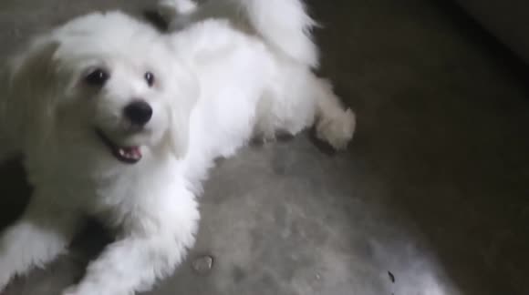 Precious Filipino puppy plays with a smooth stone for a toy! - Buy ...