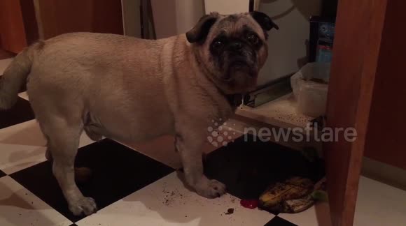 Man catches guilty pug eating coffee from food compost - Buy, Sell or ...