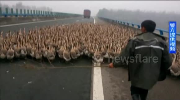 1,300 geese block motorway in China - Buy, Sell or Upload Video Content ...