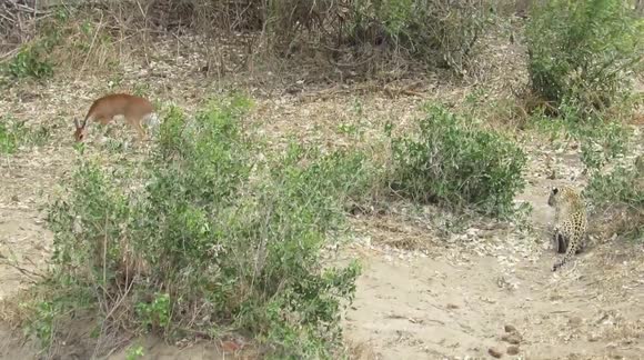 Amazing Leopard Ambush ! Leopard and Prey Roll Down a Slope in Kruger ...