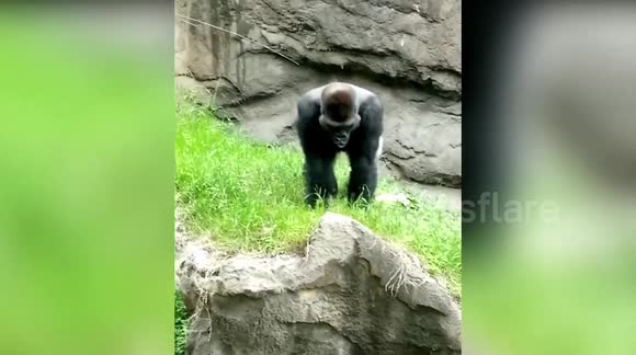 Female silverback gorilla displays dominance beating her chest in Texas ...