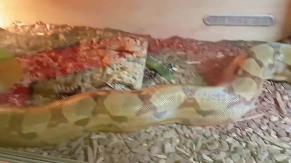 Two Python Snakes were keeping warm together in their glass tank ...