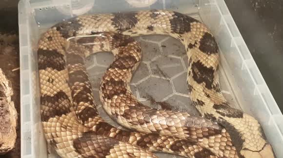 Water Cobra Snake keeping wet in the water bowl in its new enclosure ...