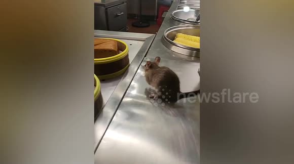Rat spotted running around on food counter at highway service station ...