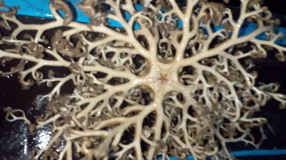 Mystery sea creature with hundreds of tiny twitching tentacles caught ...
