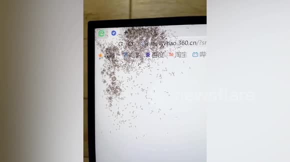 Colony of ants nest in monitor and crawl across woman's screen - Buy ...