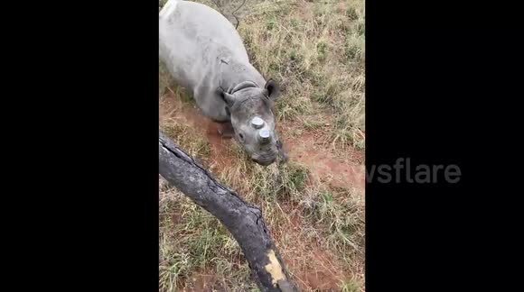 Conservationist climbs tree to escape rhino woken up from being ...