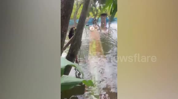 Tiny brave pet Pomeranian dog scares away ‘Godzilla' monitor lizard ...