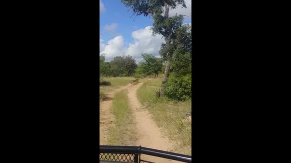 Tour guide captures moment leopard leaps to catch impala MID-AIR in ...