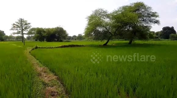 AGRICULTURE IN ODISHA , Rice Farming in Odisha , Paddy farming in India ...