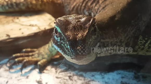 Monitor Lizard had big Claws and will grow fairly large once it's fully ...