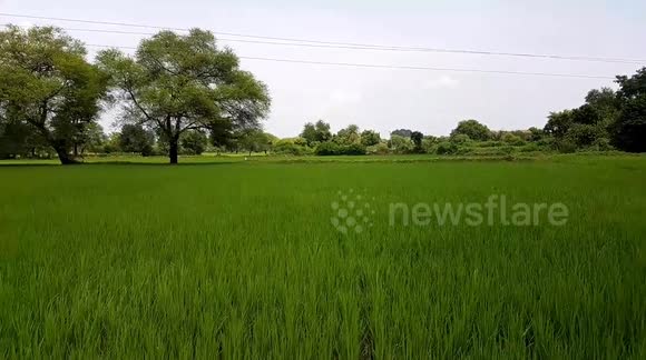 Beautiful Rice Fields of Odisha , Beautiful paddy fields view in the ...