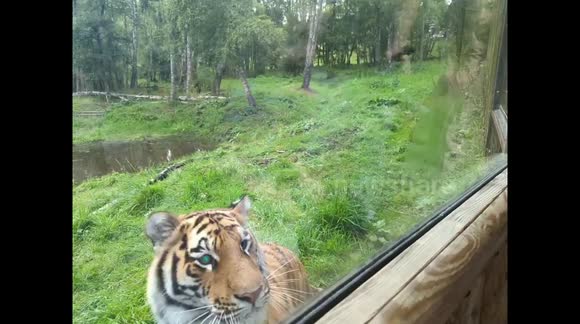 Feisty tiger wants to play with kids through glass window at Scotland ...