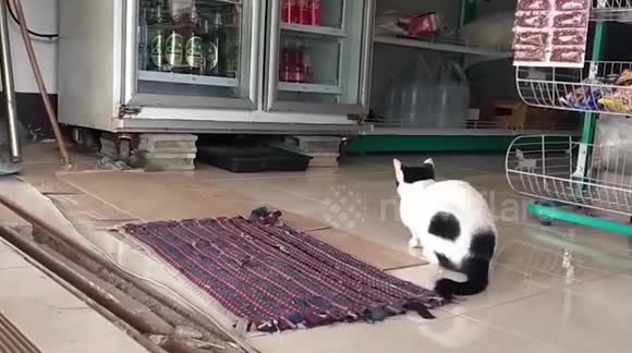Pet 'warden' cat guards rat snake hiding under refrigerator before ...