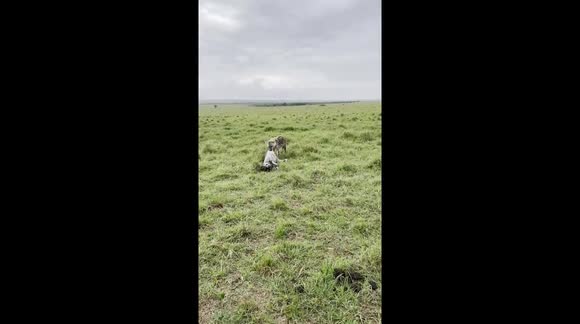 super rare footage of a hyena dragging the rotten carcass of another ...