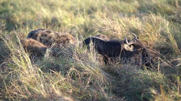 Brutal video of a pack of hyenas eating a wildebeest whilst it is still alive - Buy, Sell or ...