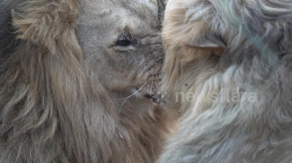 Highly detailed close-up video of 2 big male lions from Maasai Mara ...