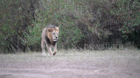 Big male lion from Maasai Mara Kenya with a huge bleeding gash on his ...